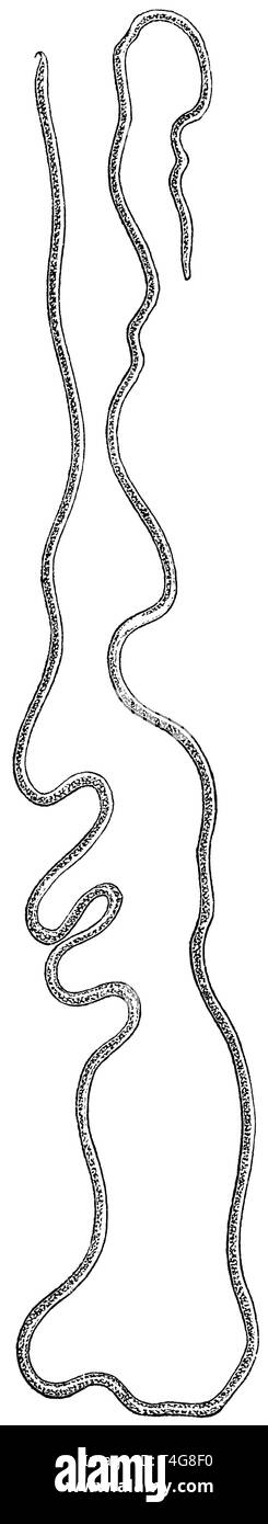 Nematode Black and White Stock Photos & Images - Alamy