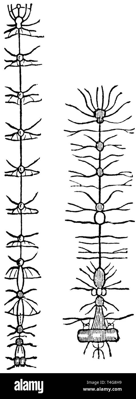 Ganglia hi-res stock photography and images - Alamy