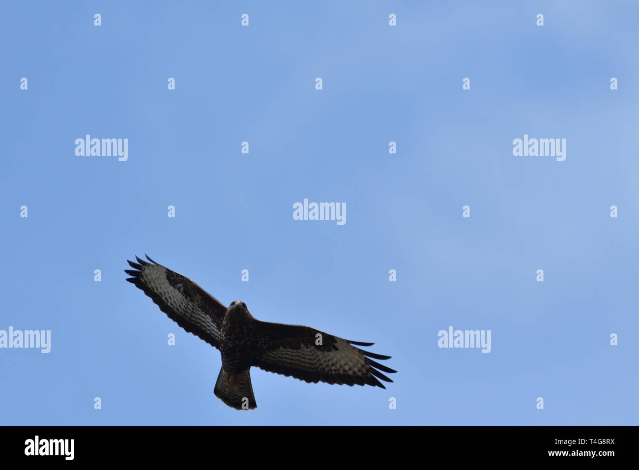 hawk predatory bird flying in the sky close-up Stock Photo - Alamy