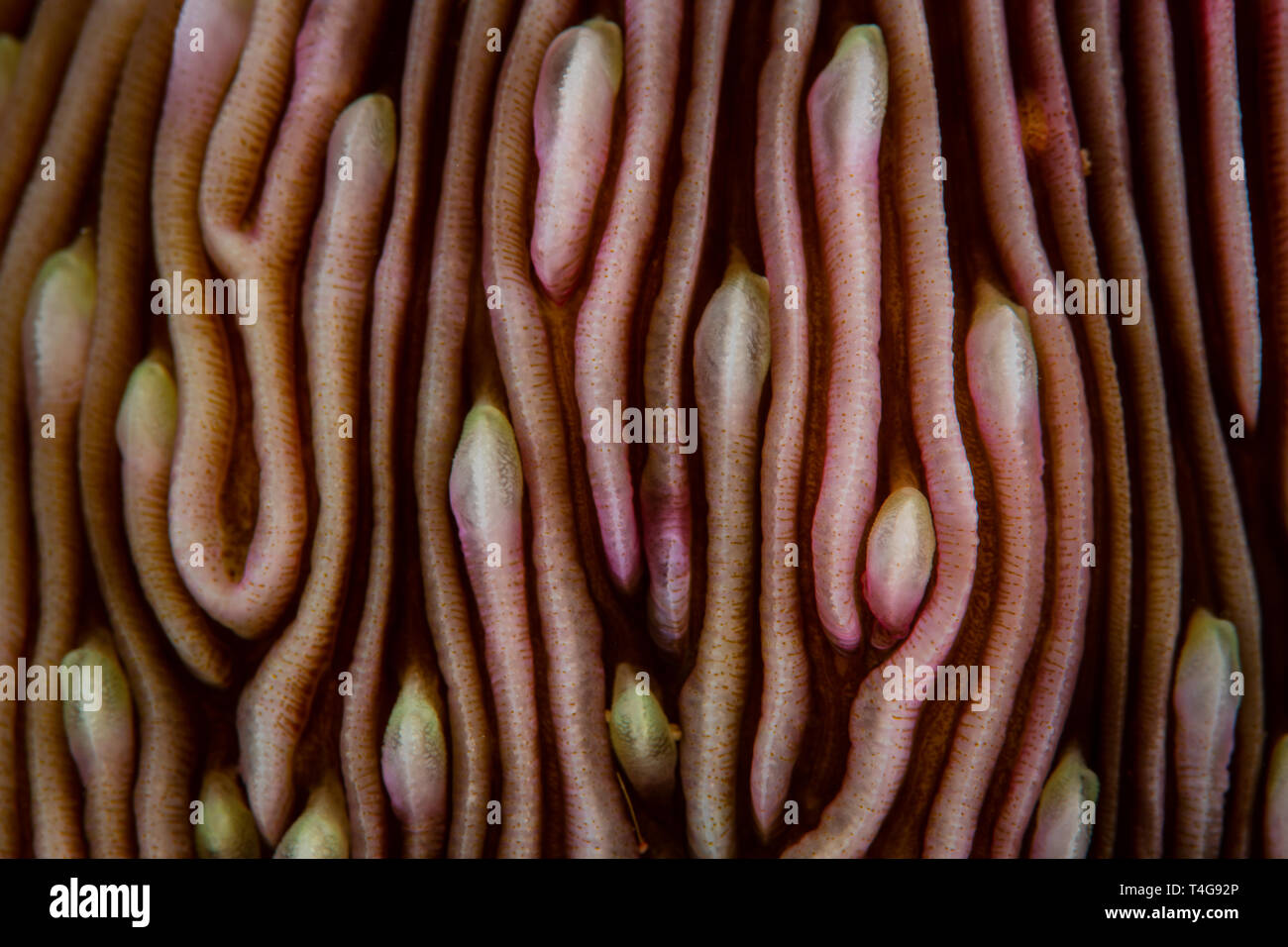 Detail of a mushroom coral, Fungia sp., growing on a reef in Indonesia ...