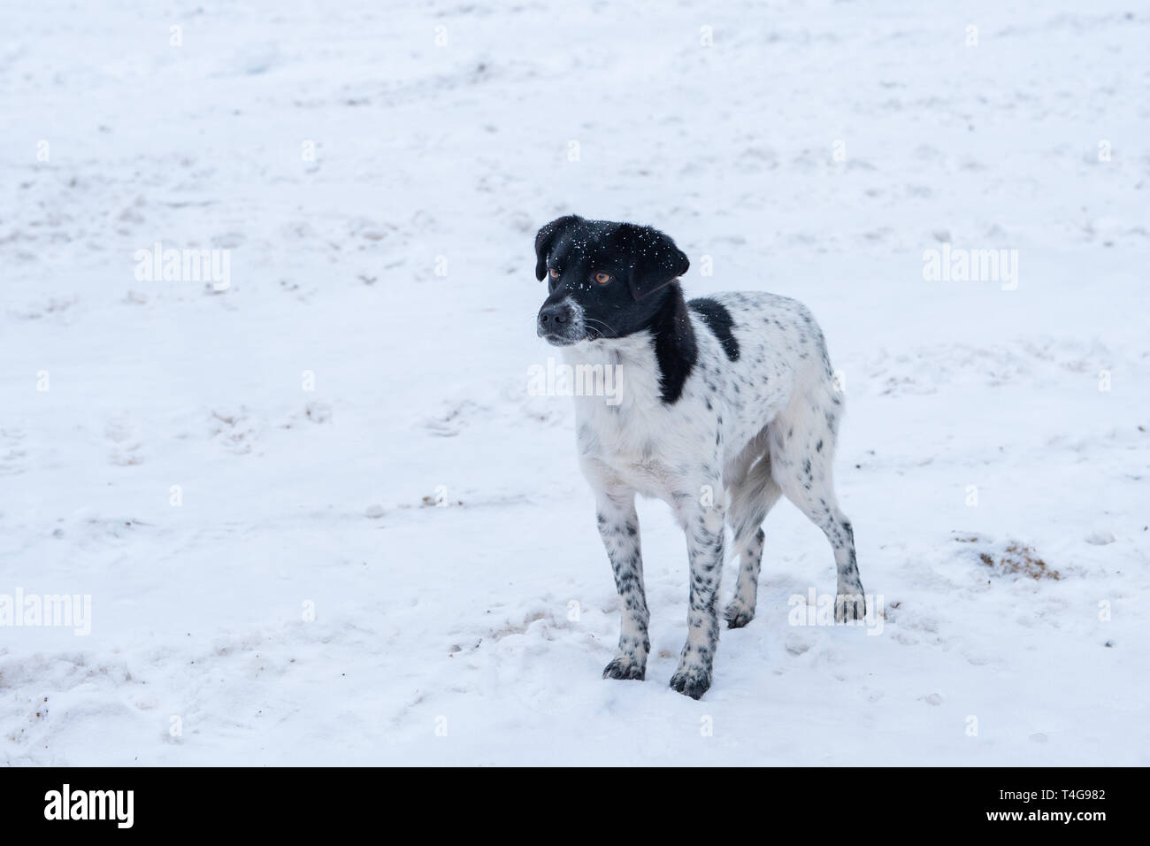 Cold sad puppy snow hi-res stock photography and images - Alamy
