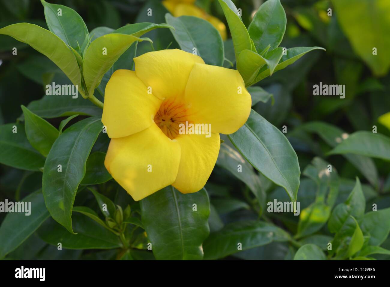 Allamanda park hi-res stock photography and images - Alamy
