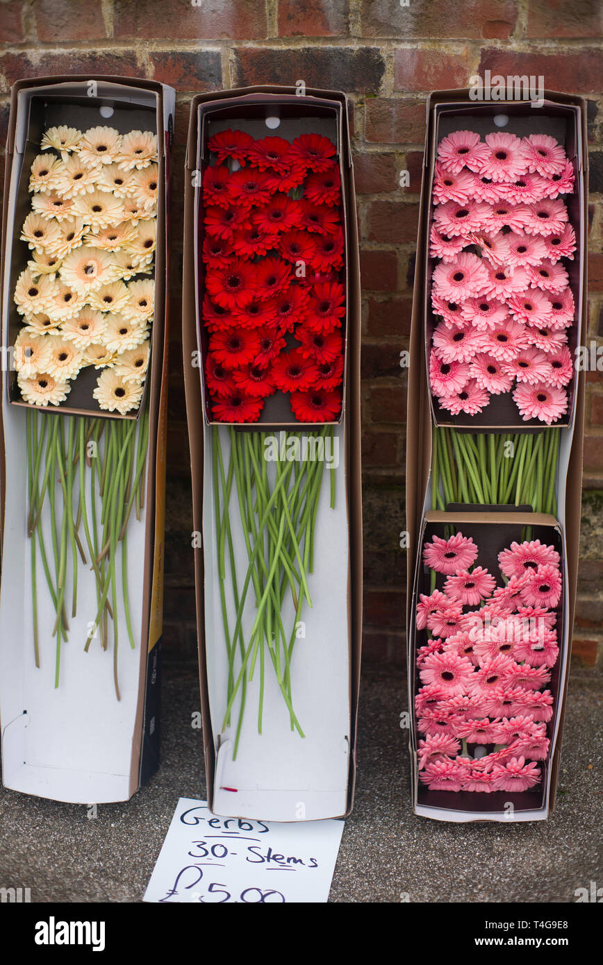 Gerbera cut flowers at a market stall Stock Photo - Alamy