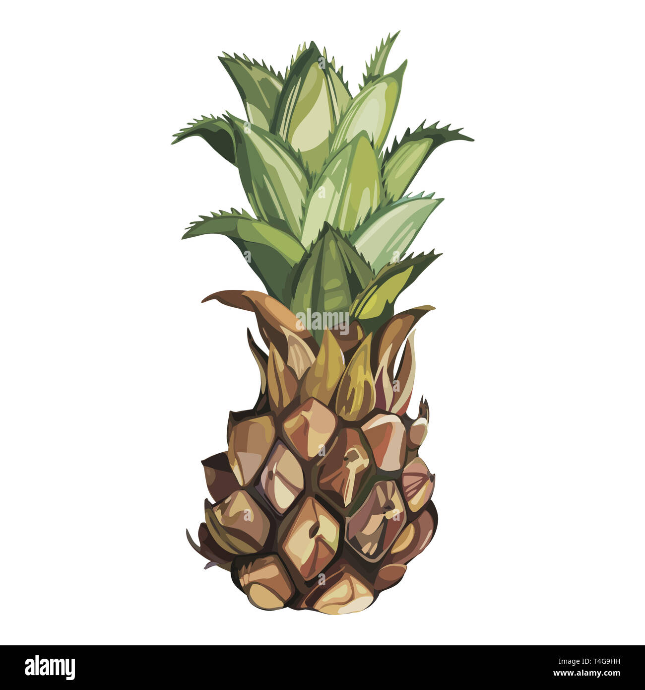 Composition with watercolor hand drawn ananas. Background for food ...