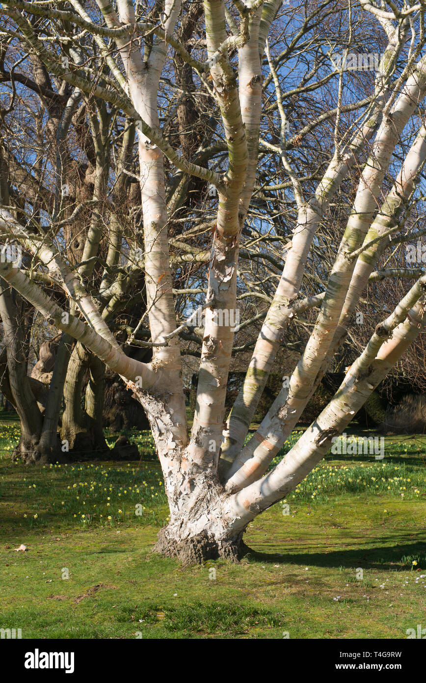 Silver Birch Peeling High Resolution Stock Photography and Images - Alamy