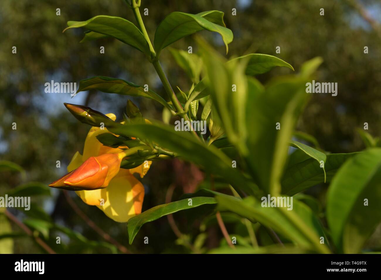 Flower allamanda hi-res stock photography and images - Alamy