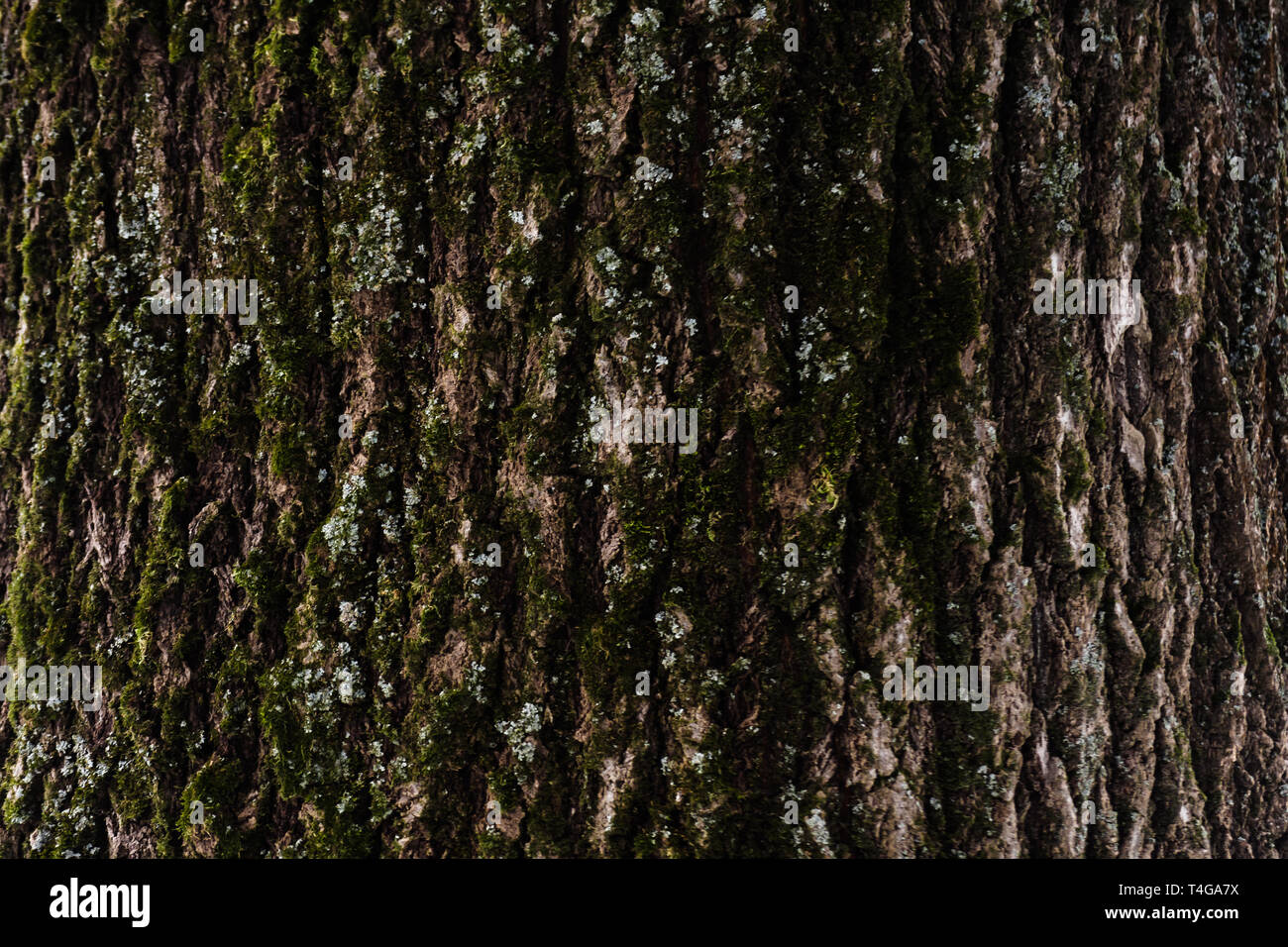 Embossed texture of the bark of a tree with green moss and lichen on it ...