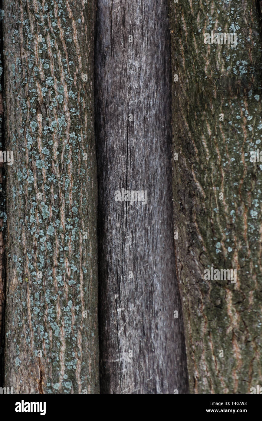 Embossed texture of the bark of a tree. Old wood tree texture pattern ...