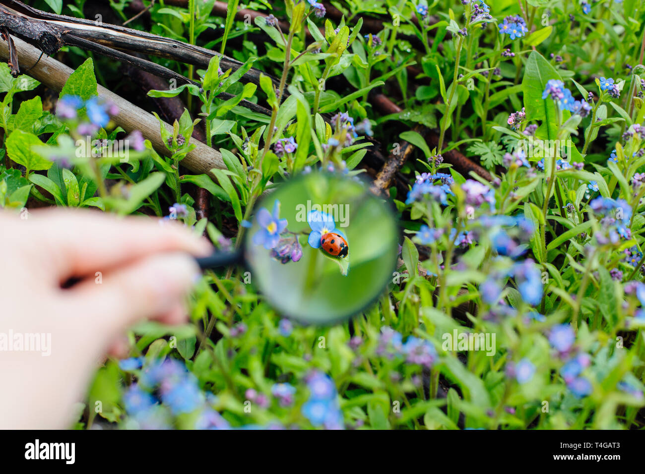 Scientist magnifying glass insect hi-res stock photography and images ...