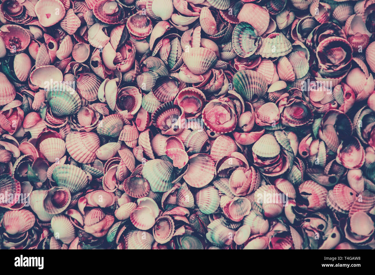 Purple sea shells hi-res stock photography and images - Alamy