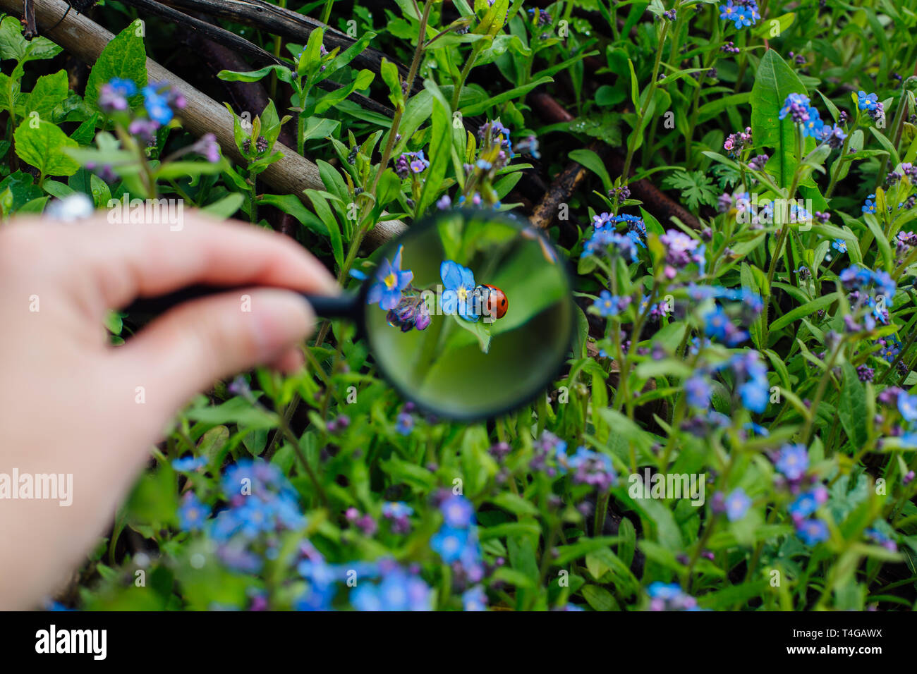Scientist magnifying glass insect hi-res stock photography and images ...