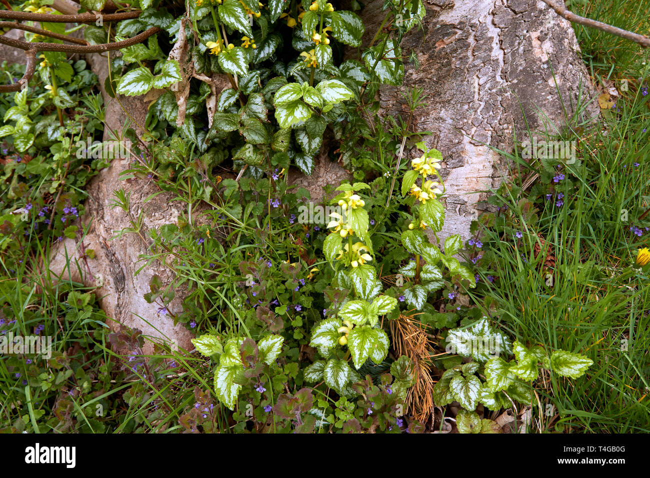 New spring growth at the base of a tree close up nature abstract Stock ...