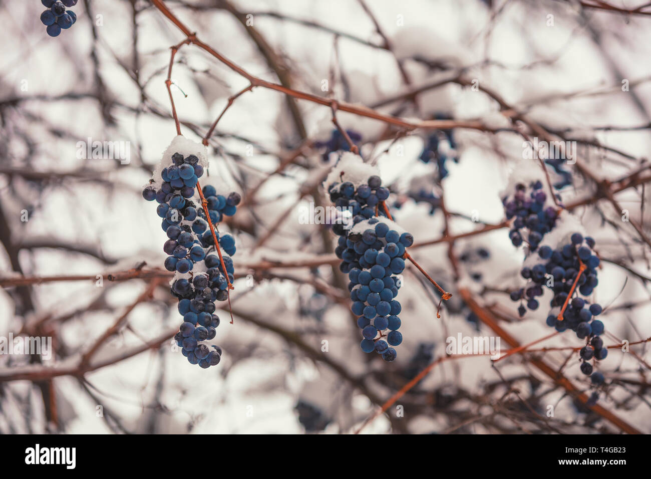 Grapes with snow hi-res stock photography and images - Alamy