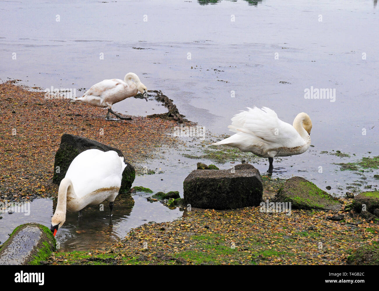 Three swans, Cygnus olor, preening. Early Spring. Bosham Stock Photo ...