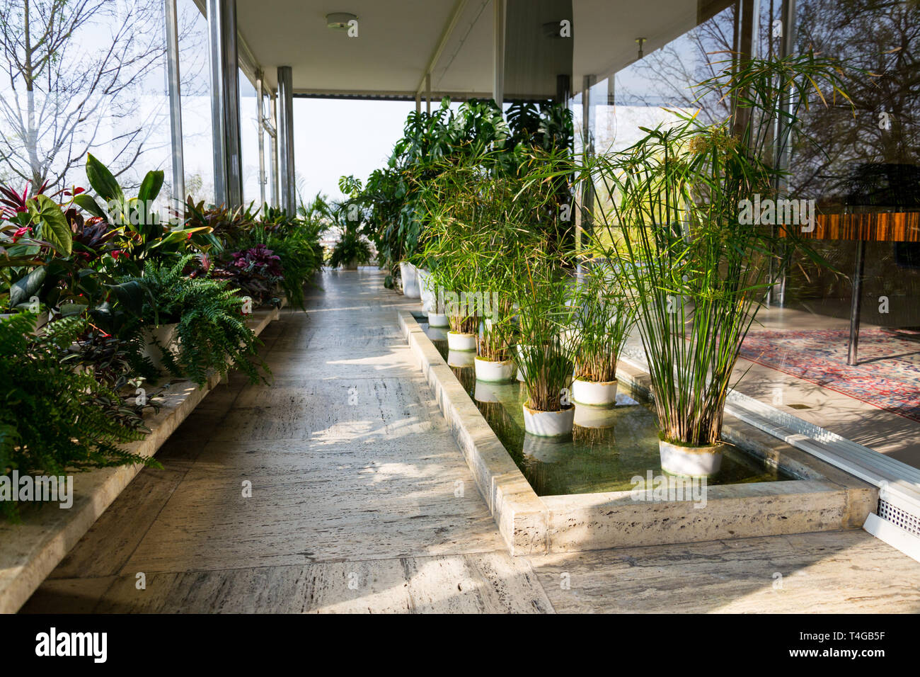Various green plants in winter garden modern atrium, sunny spring day ...