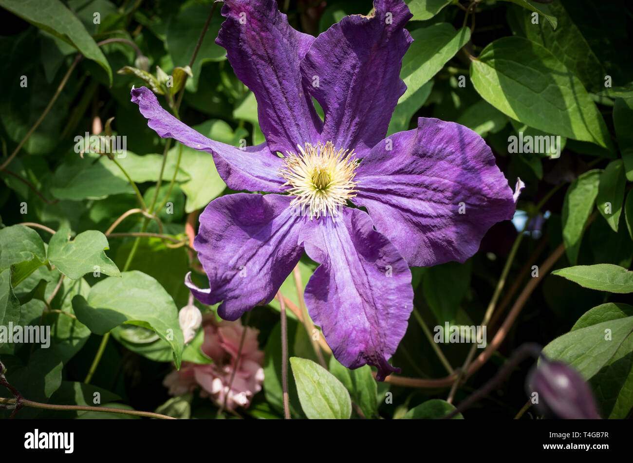 Clematis Viola flowering in June Stock Photo - Alamy