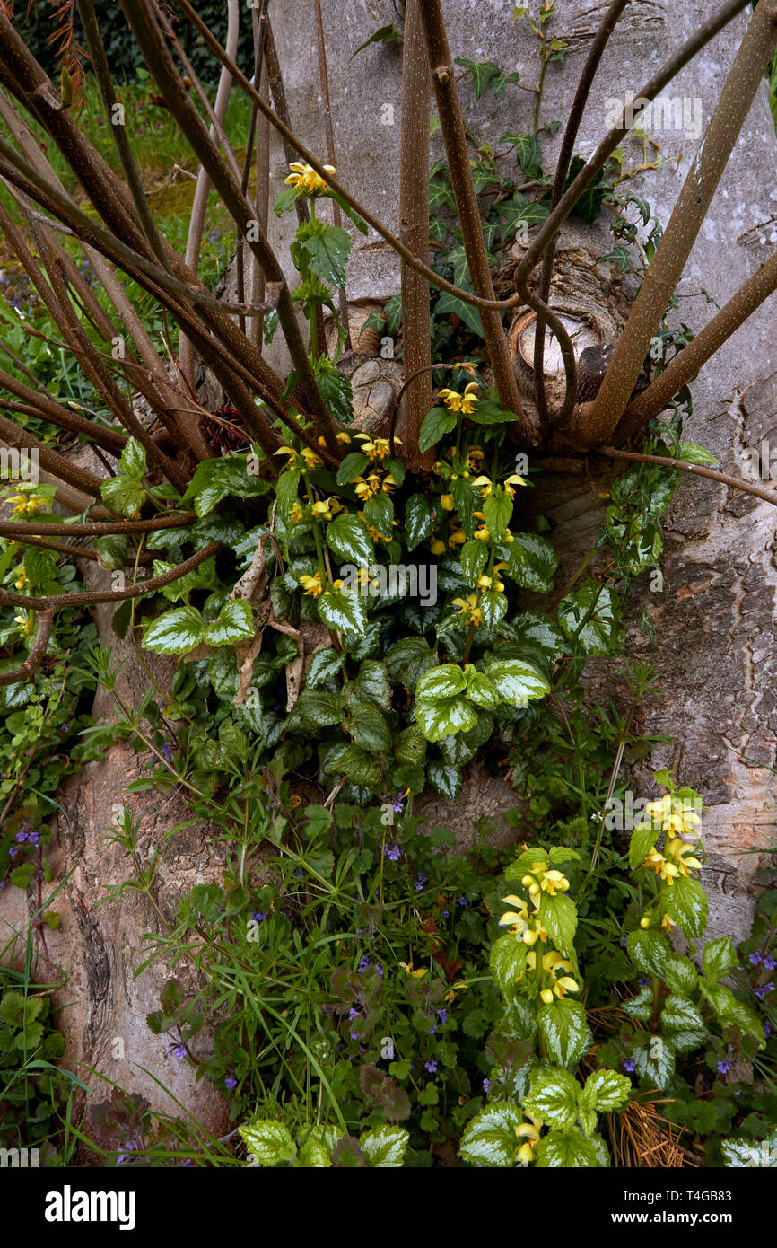 New spring growth at the base of a tree close up nature abstract Stock ...