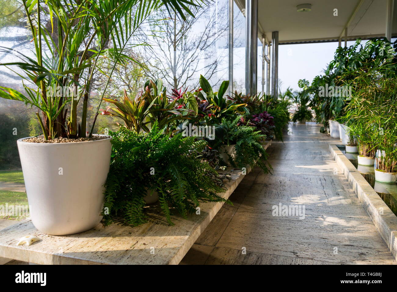 Various green plants in winter garden modern atrium, sunny spring day ...