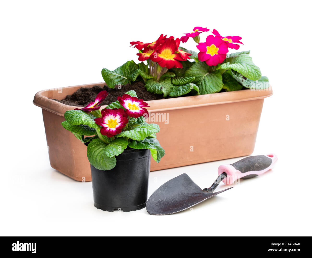 Colorful Primulas in black pots isolated on white. Ready for planting ...