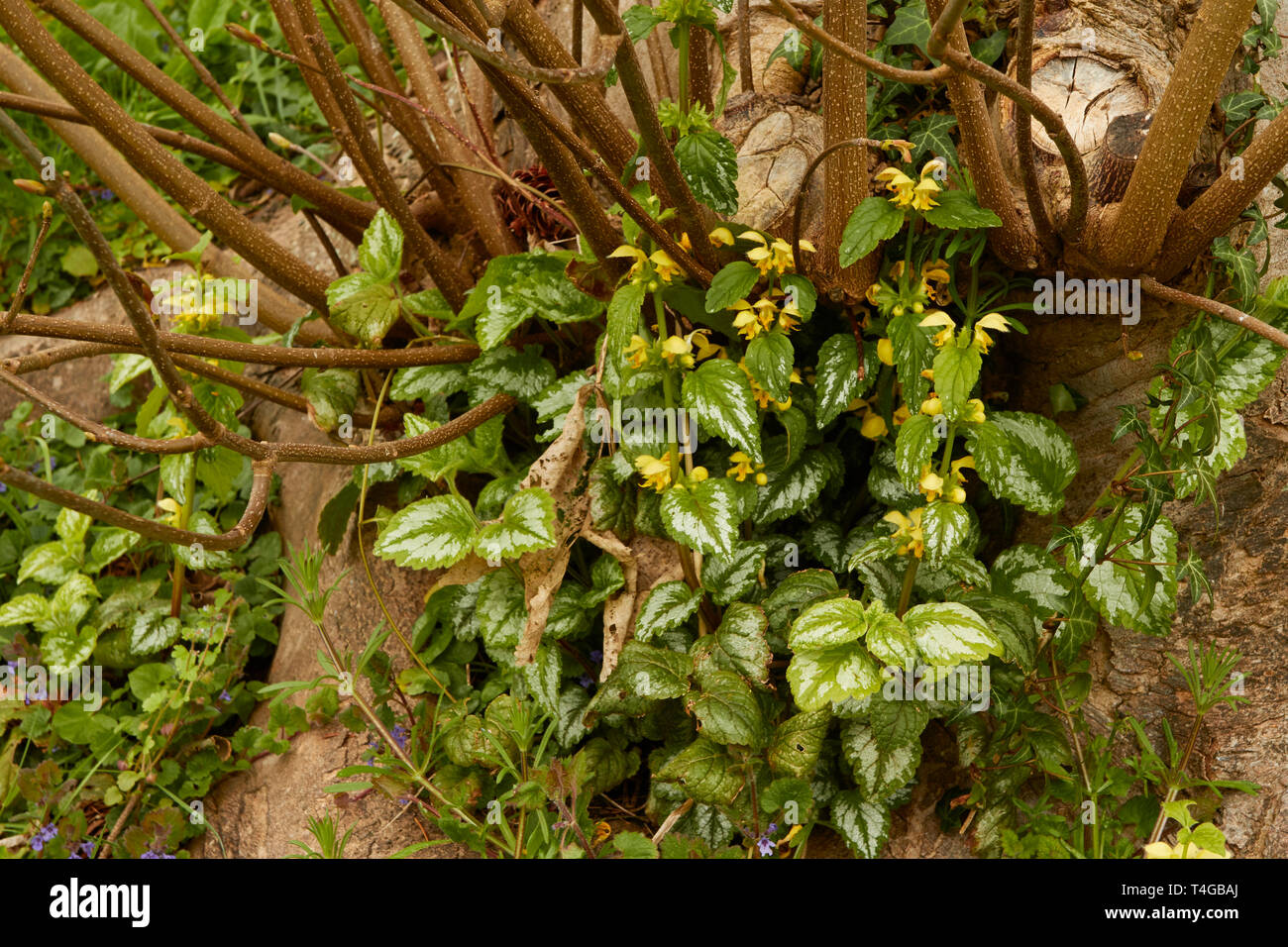 New spring growth at the base of a tree close up nature abstract Stock ...