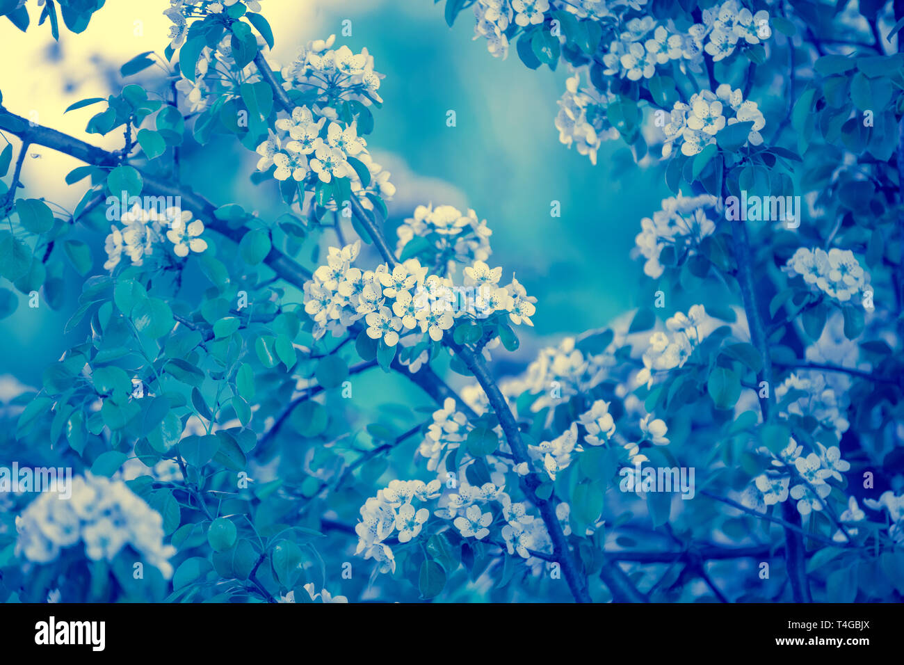 Blue vintage branch of a blossoming pear tree. Spring nature background ...