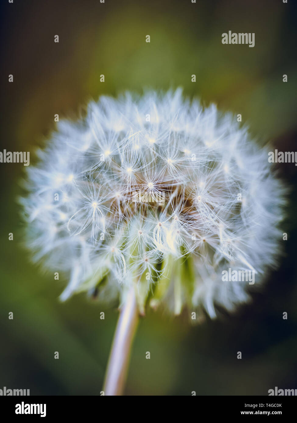 Wishie/wishy flower Dandelion flower seedhead, close up photography ...