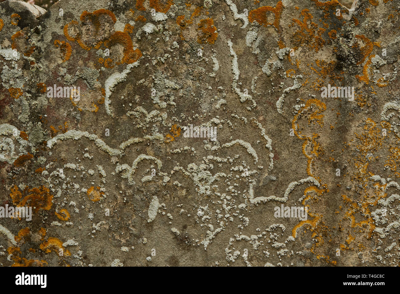 Abstract patterns of moss and decay on stonework Stock Photo - Alamy