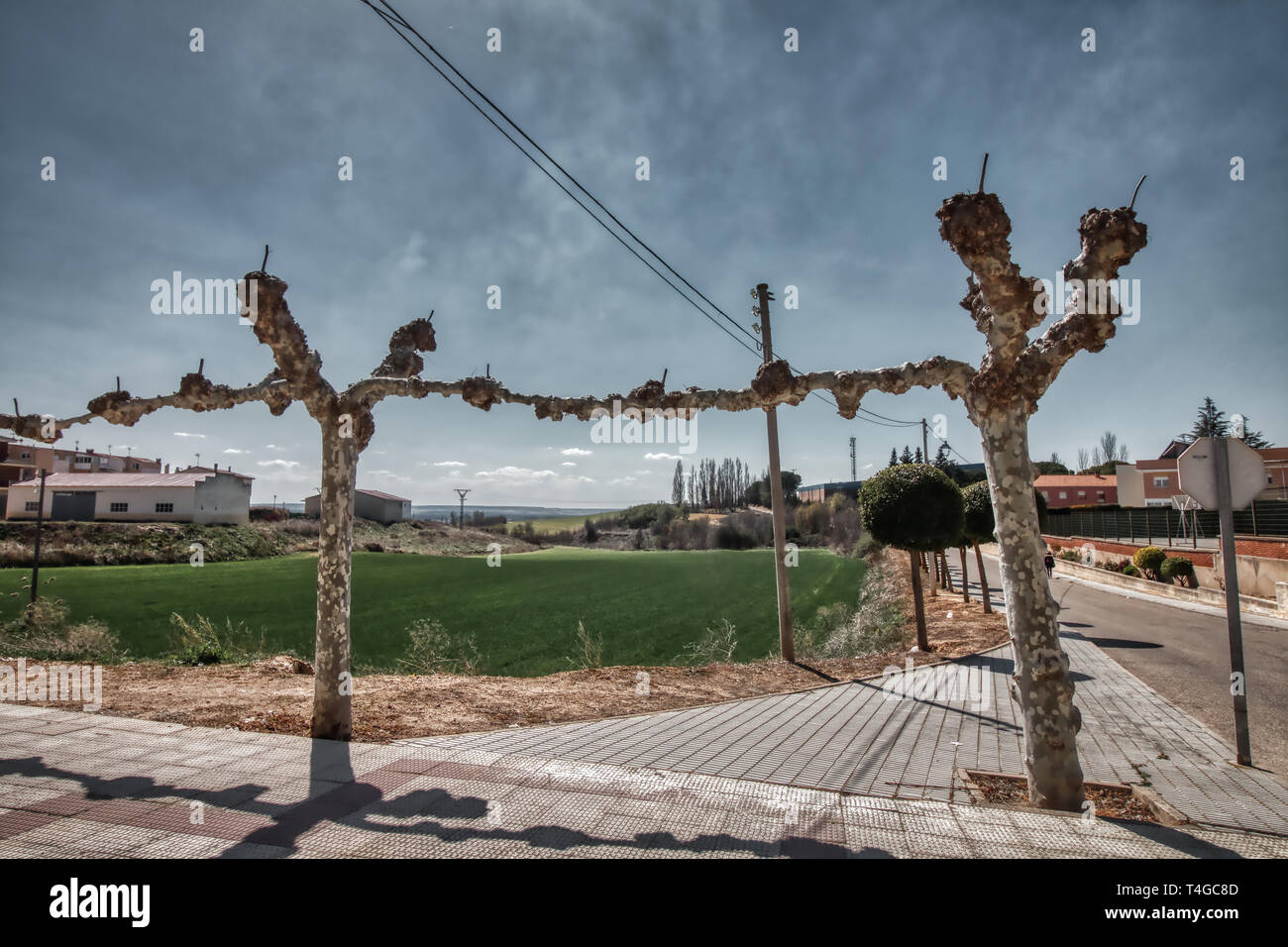 Two trees united by their branches Stock Photo - Alamy