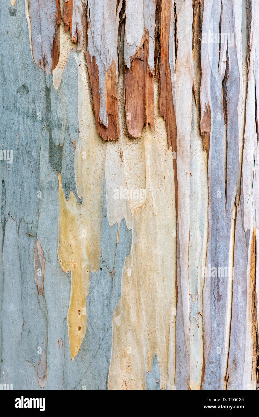 Eucalyptus glaucescens. Tingiringi gum tree bark Stock Photo - Alamy