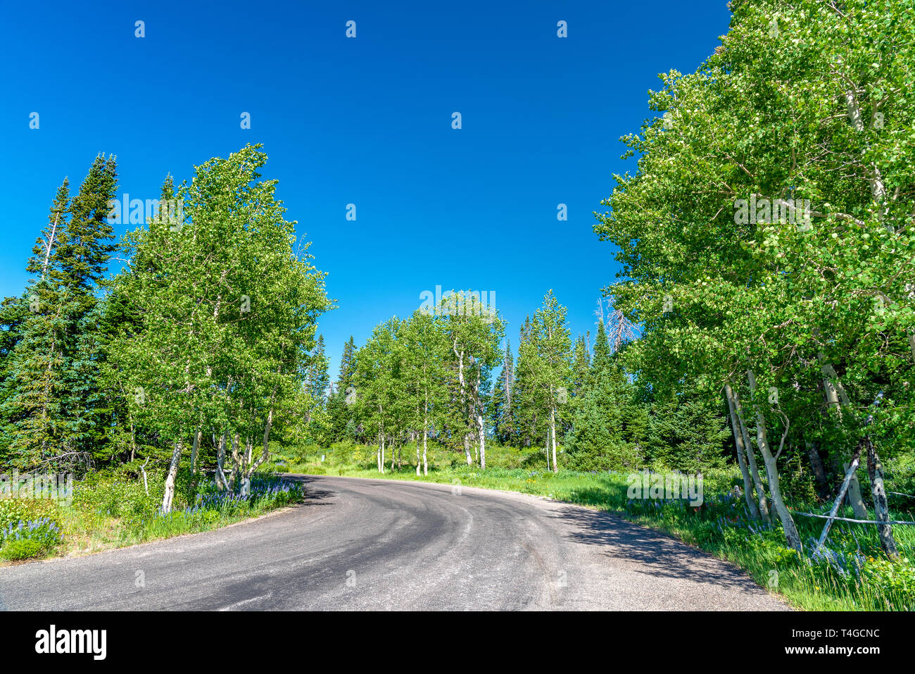 Blue green forest scenic trees hi-res stock photography and images - Alamy