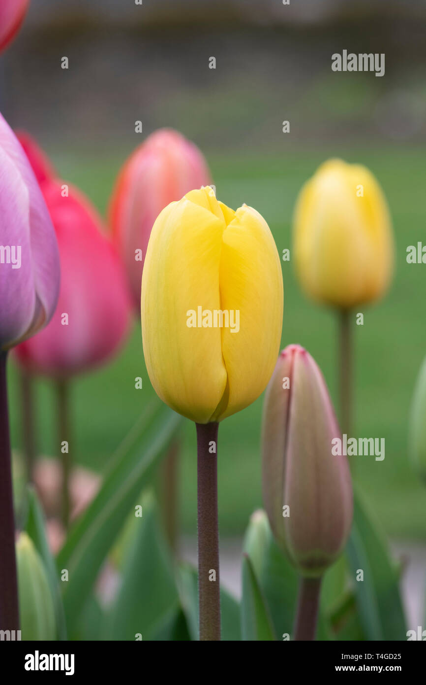 Vivid spring flower blooms hi-res stock photography and images - Alamy