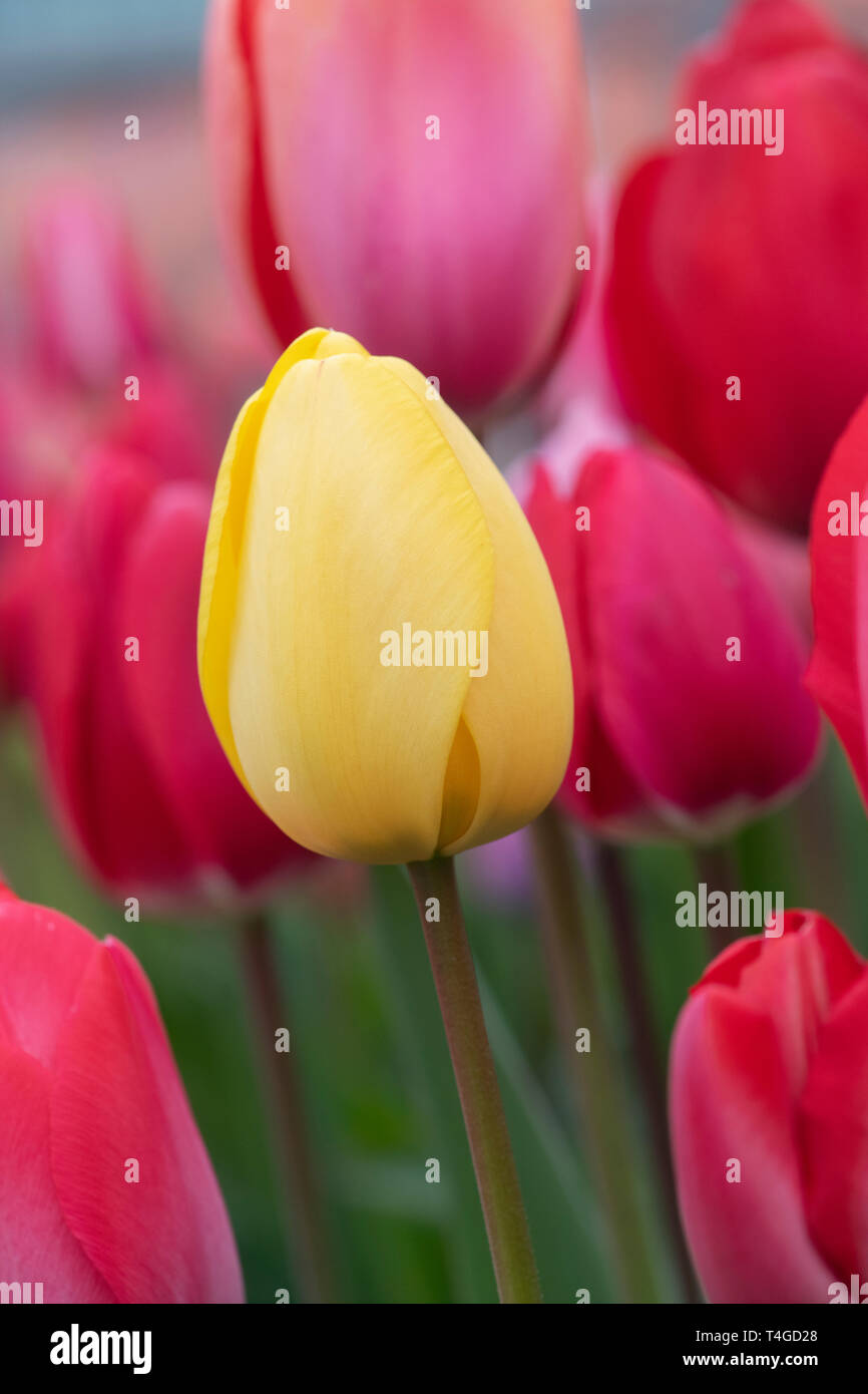 Vivid spring flower blooms hi-res stock photography and images - Alamy