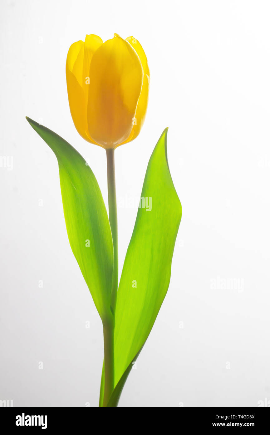 One yellow tulip on a white background Stock Photo - Alamy