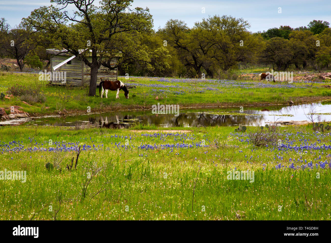 Texas hill country horses hi-res stock photography and images - Alamy