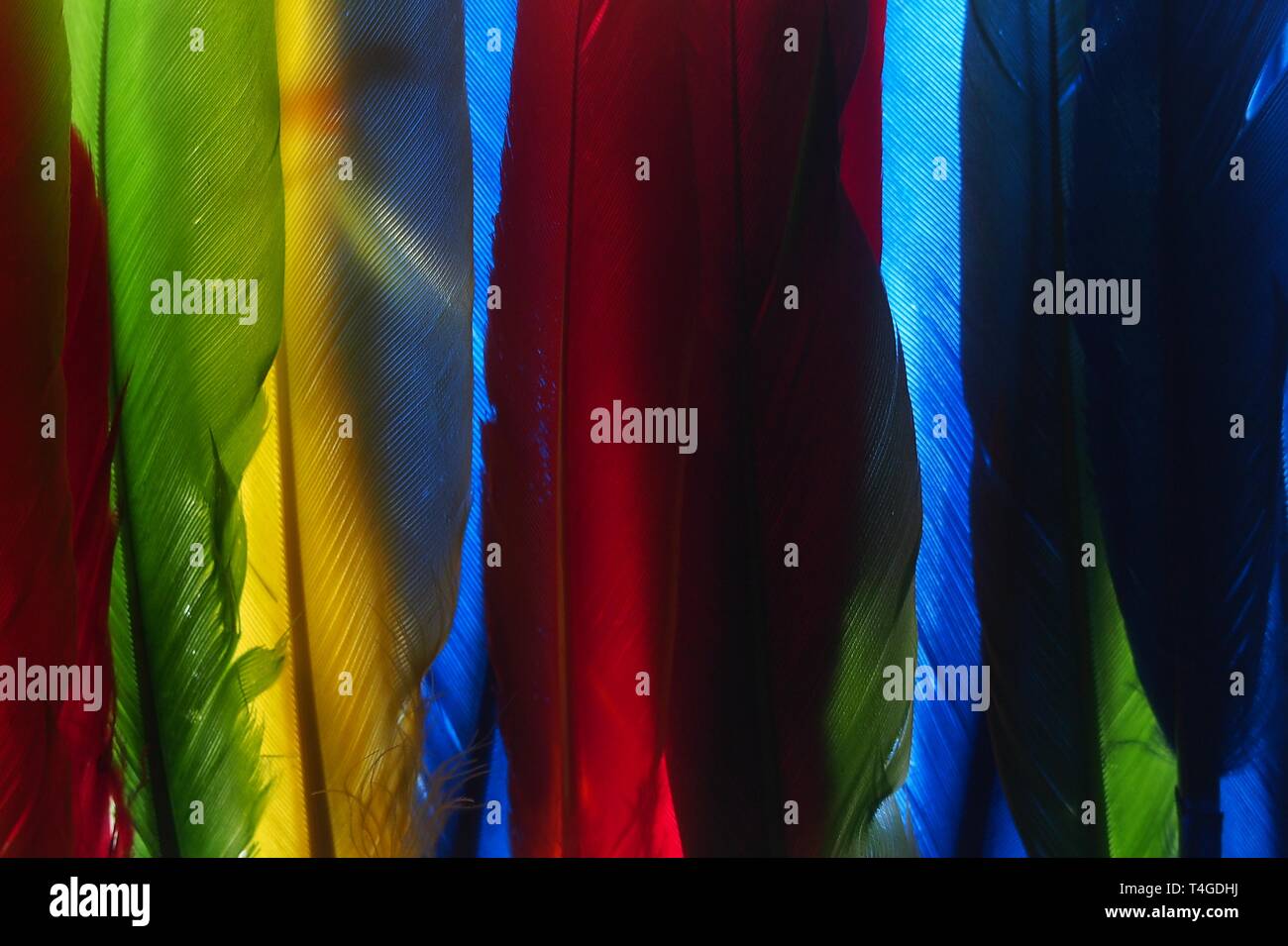Multi colored feathers hi-res stock photography and images - Alamy