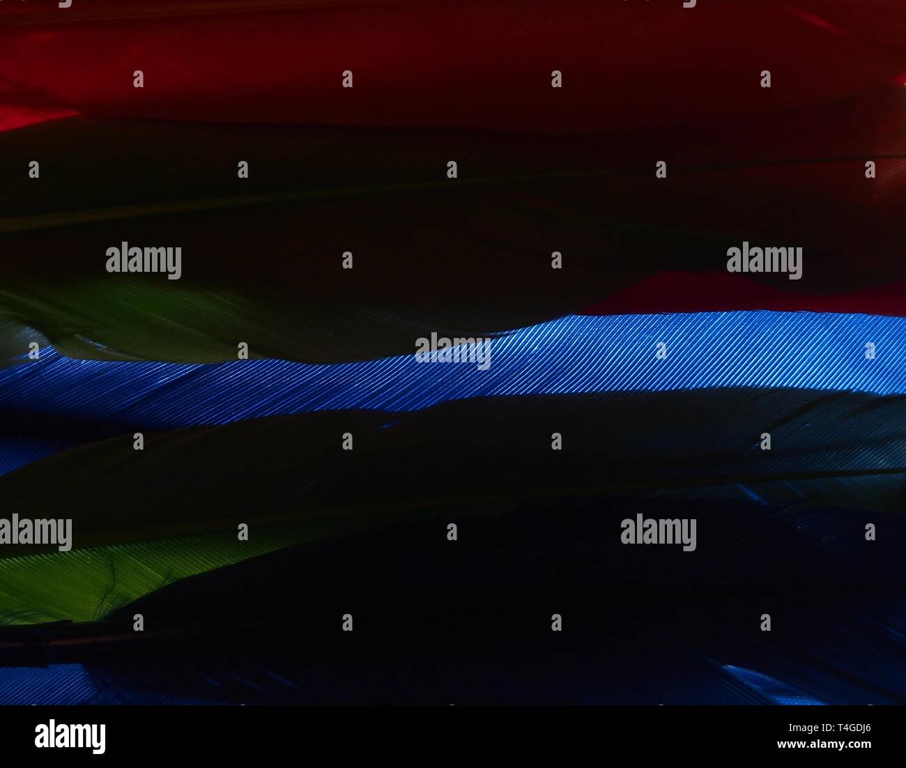 Multi colored feathers hi-res stock photography and images - Alamy