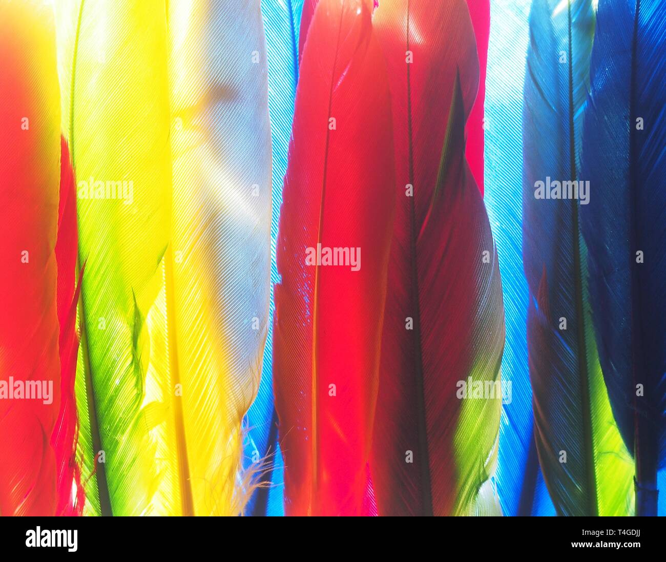 Multi colored feathers hi-res stock photography and images - Alamy