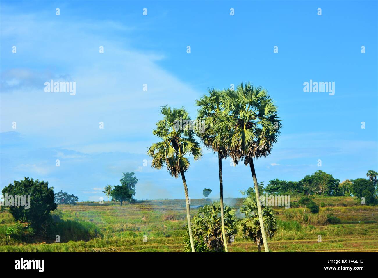 palm tree in the middle of rice fields Stock Photo - Alamy
