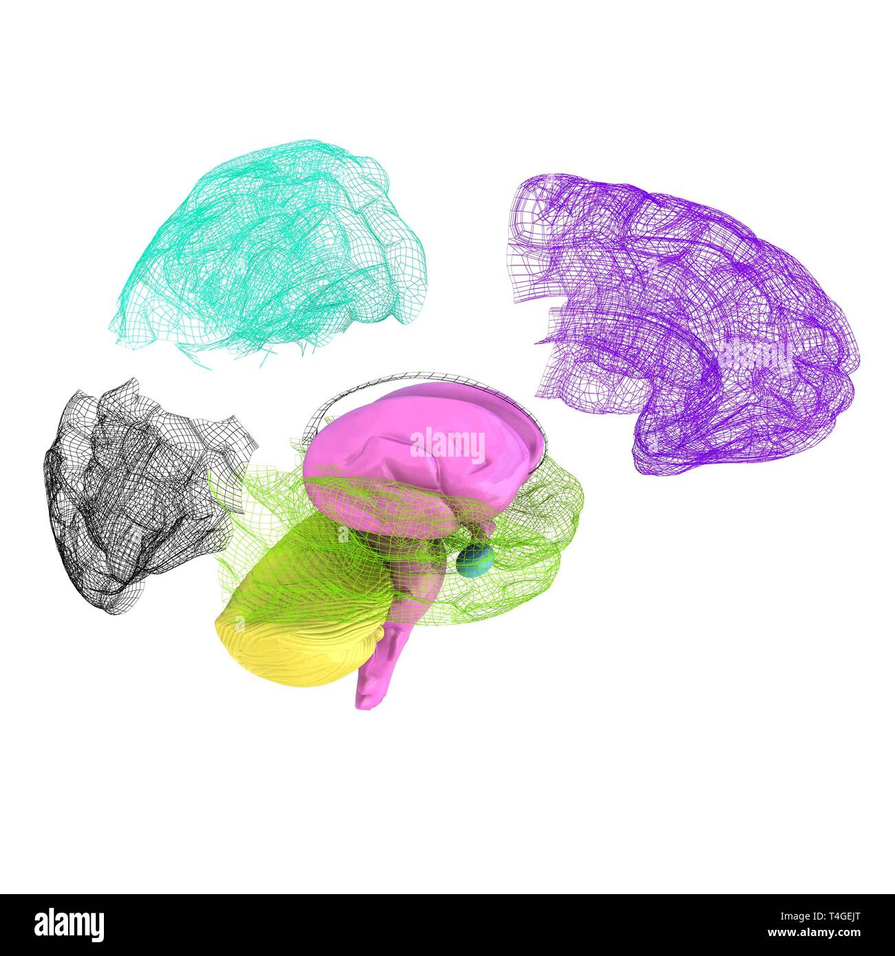 Creative concept of the human brain Stock Photo - Alamy
