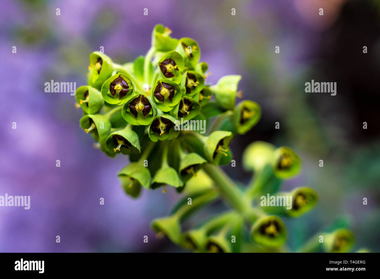 Flora malaga hi-res stock photography and images - Alamy