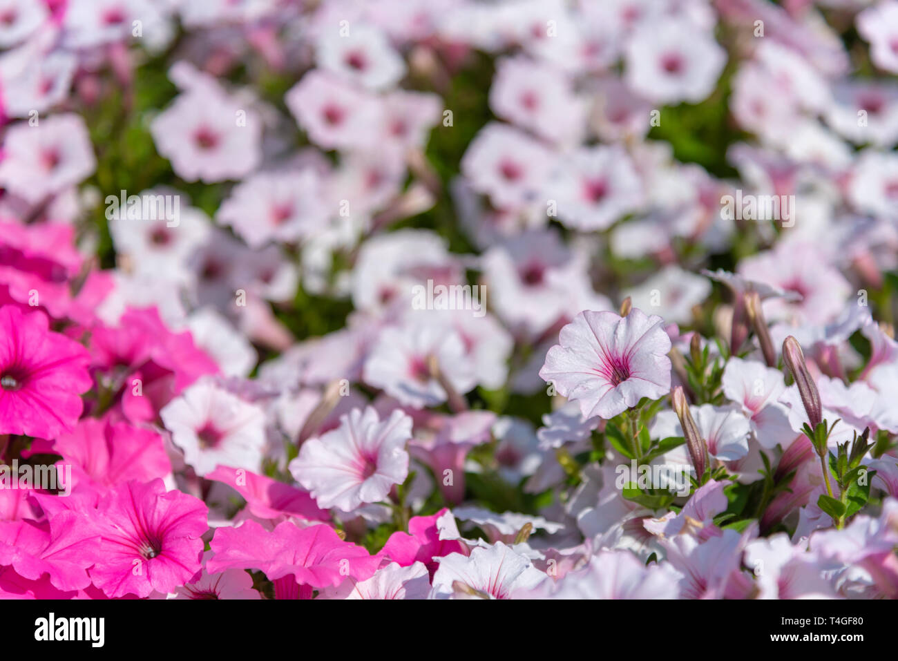 Closeup Petunia flowers (Petunia hybrida) in the garden. Flowerbed with ...