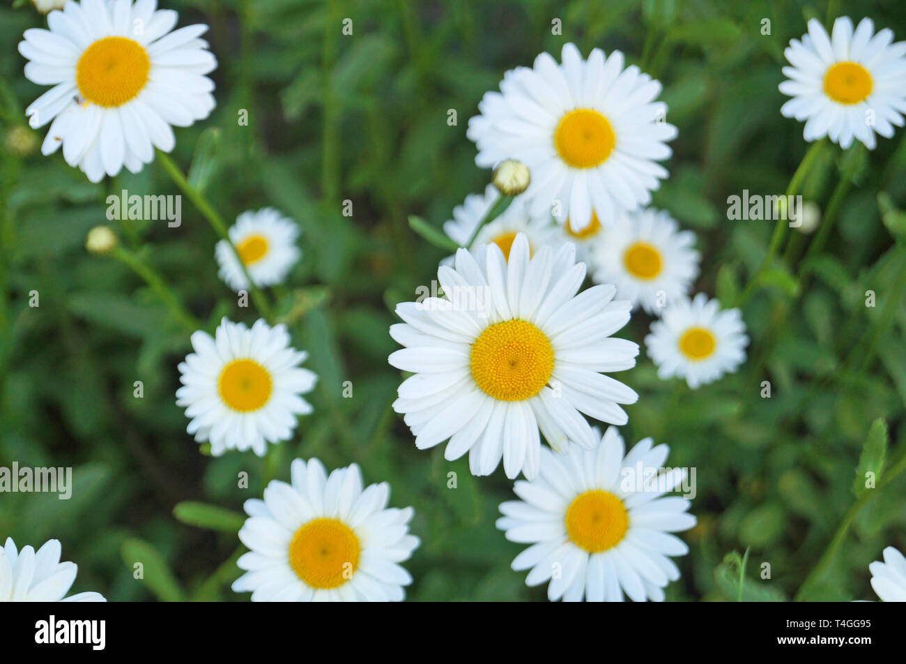Chamomile with white petals and a yellow center on a stalk in a ...