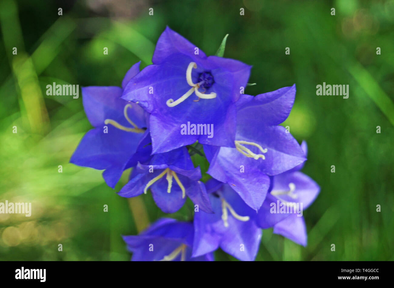 Wild flower with blue petals on a stalk with green leaves on a glade on ...
