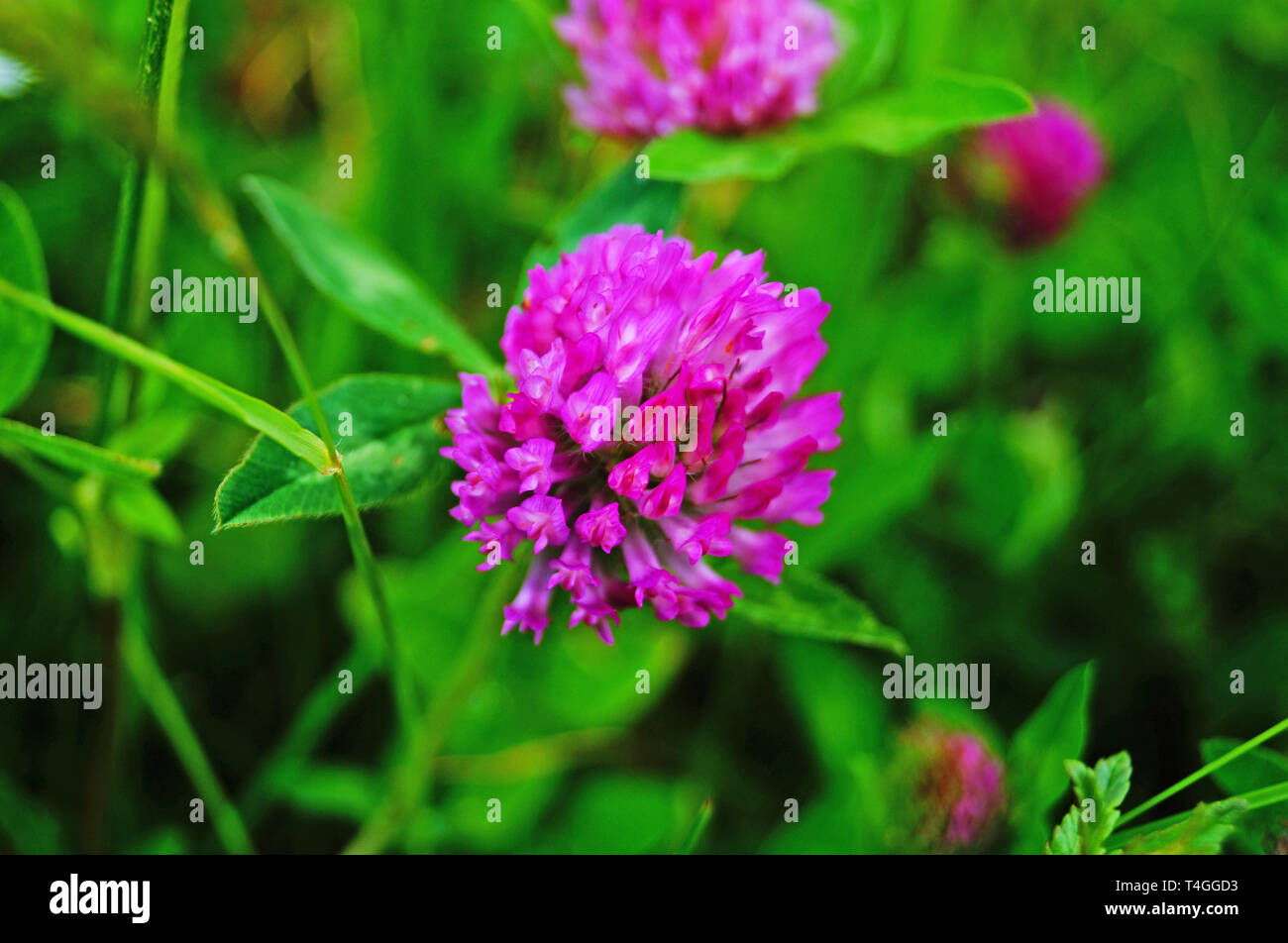 Clover flower with pink petals on a stem in a clearing with green grass ...
