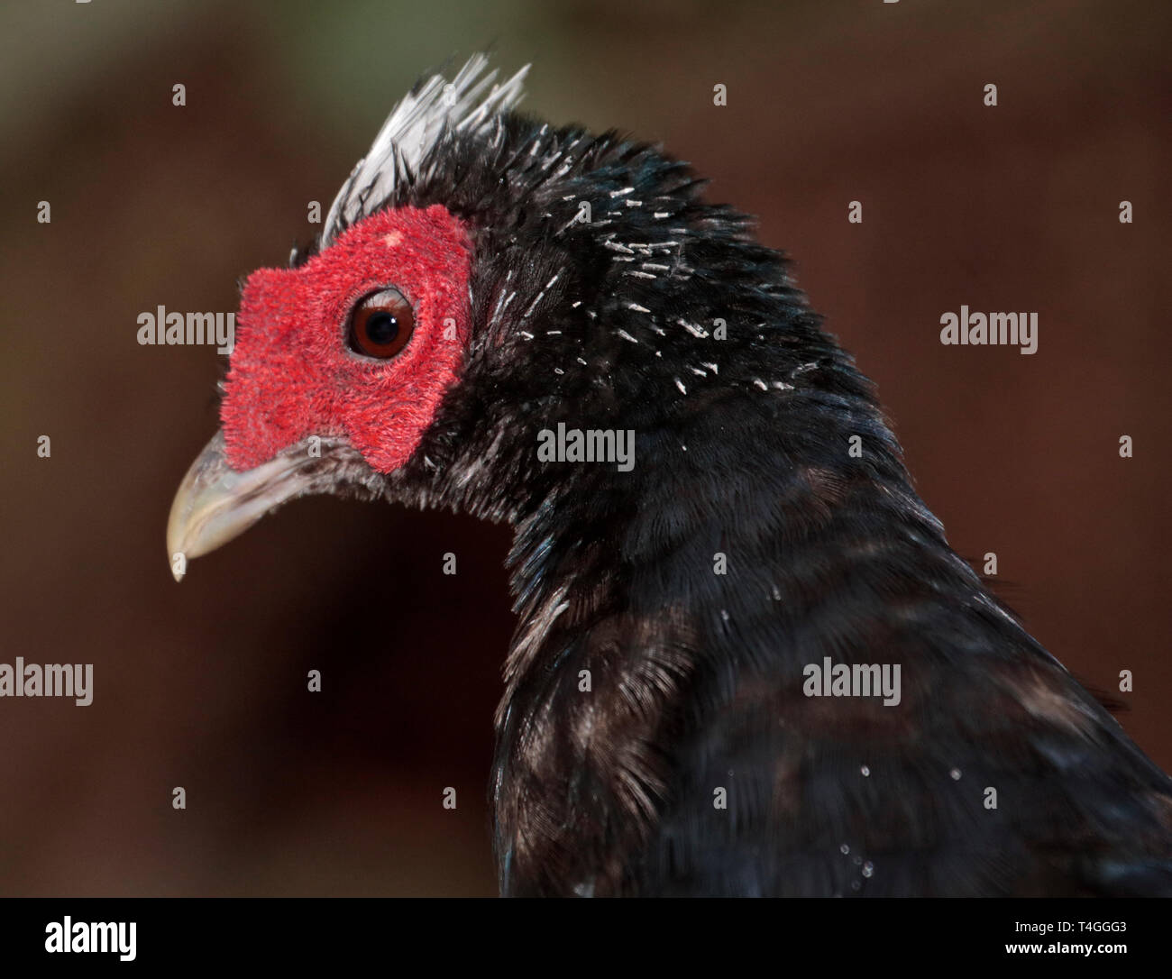Swinhoe's Pheasant male (lophura swinhoii Stock Photo - Alamy