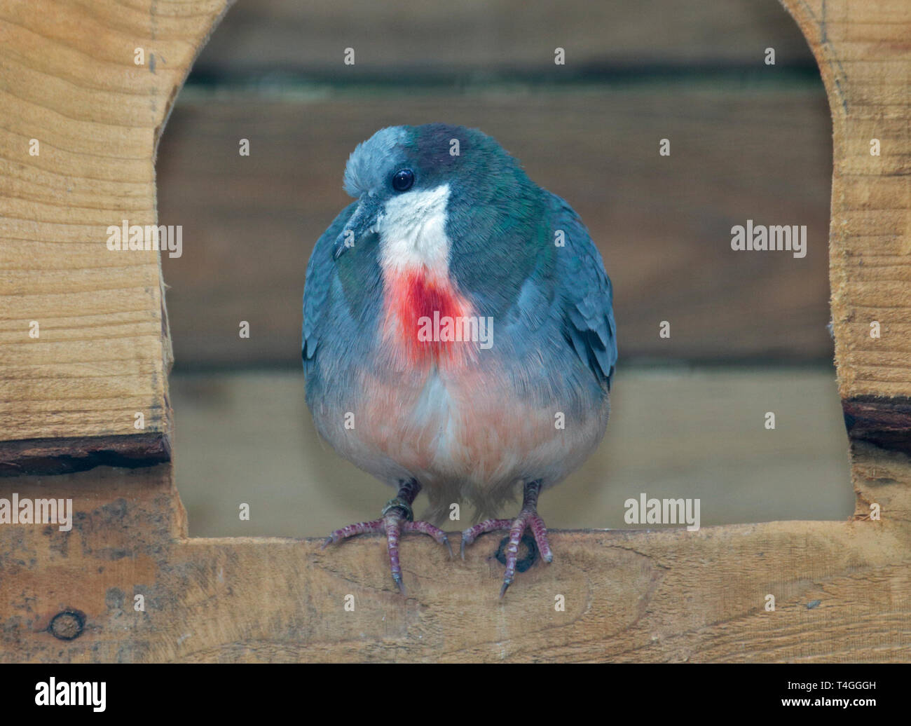 Luzon Bleeding Heart Dove (gallicolumba luzonica Stock Photo - Alamy
