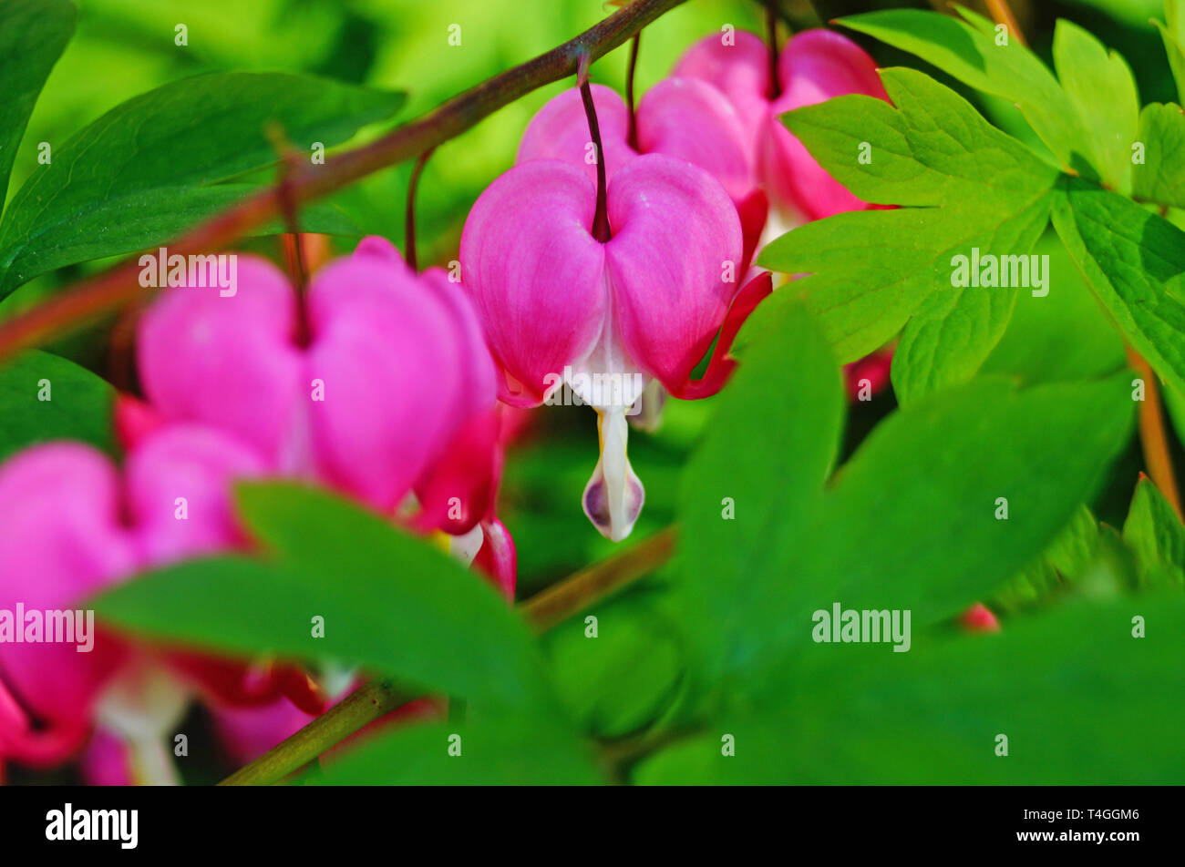 Dicenter hi-res stock photography and images - Alamy