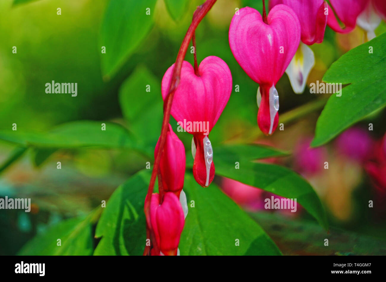 Dicenter flowers with white and pink petals on a stem with green leaves ...
