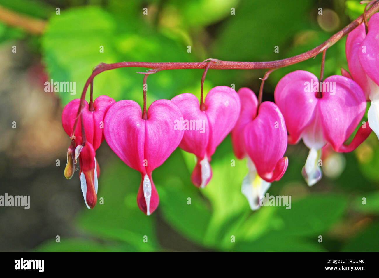 Dicenter hi-res stock photography and images - Alamy