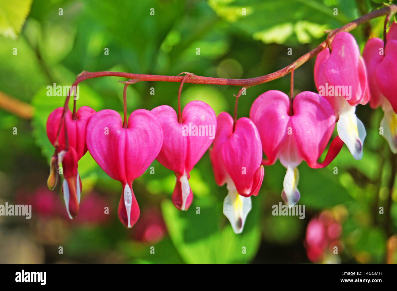 Dicenter flowers with white and pink petals on a stem with green leaves ...